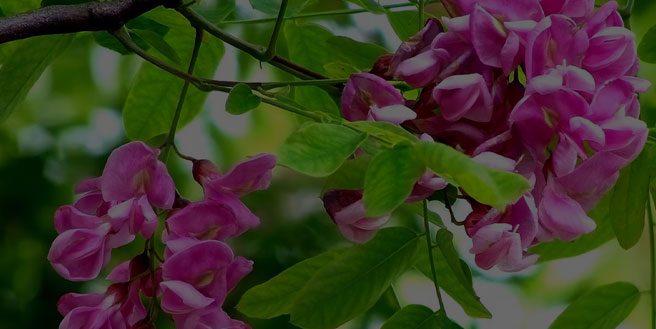 Le robinier : tout savoir sur les qualités de ce bois méconnu