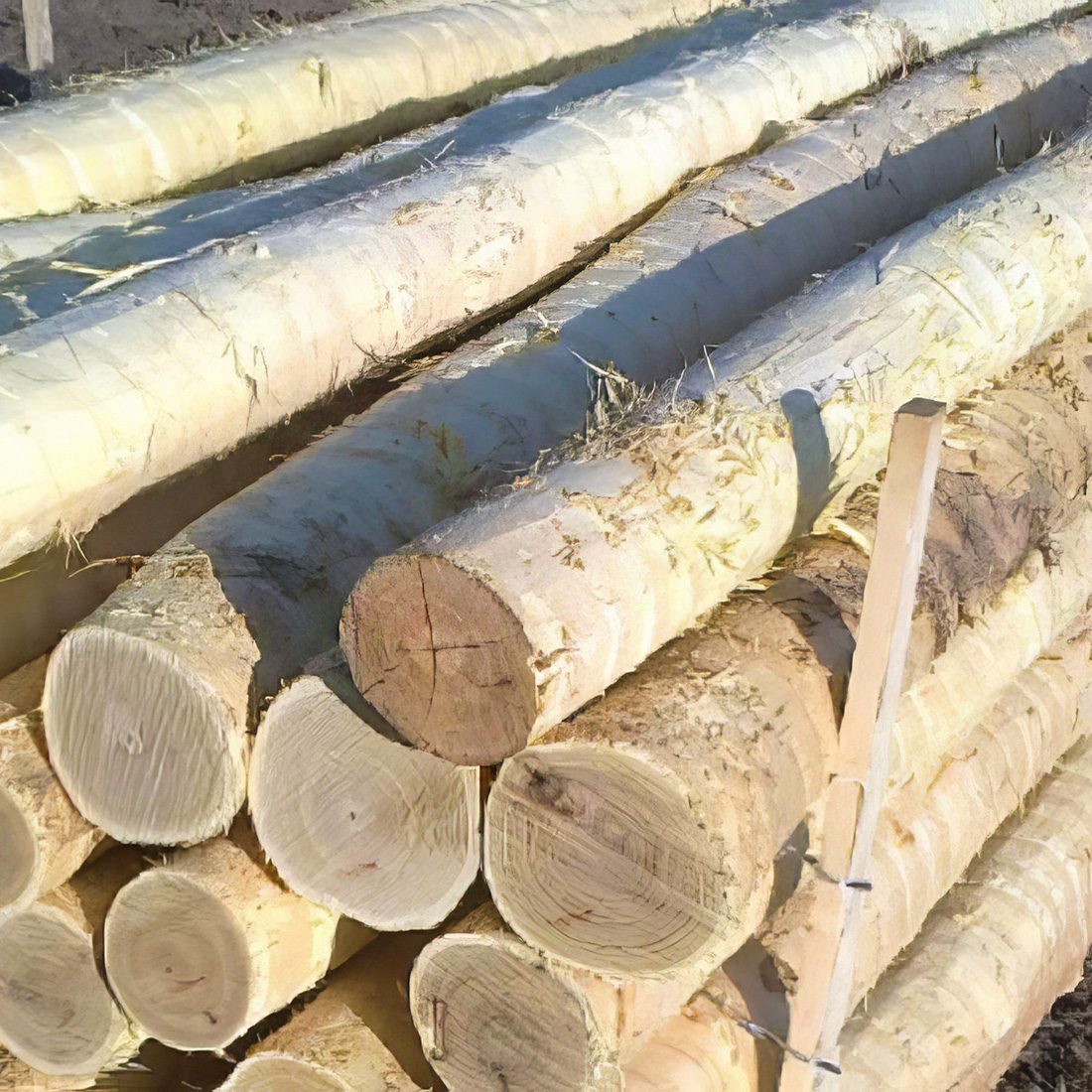 Poteau bois rond robinier acacia pour clôture | Alternabois